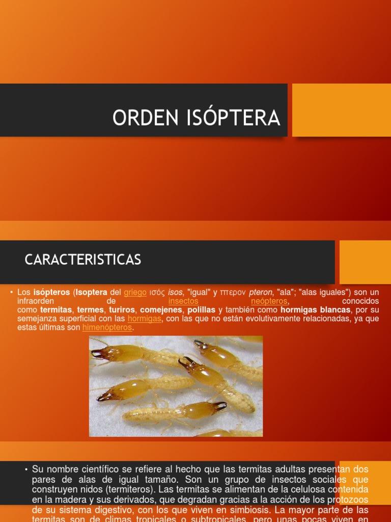 Orden Isóptera | PDF | Zoología | Insectos