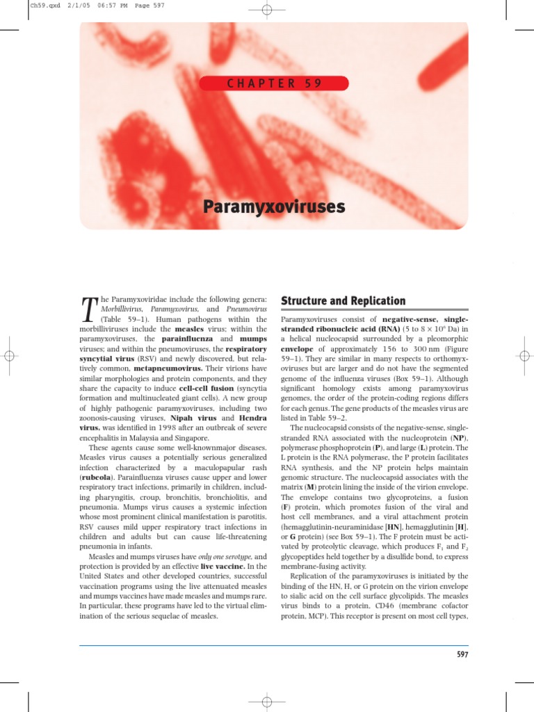 Paramyxoviruses: Structure and Replication | PDF | Measles | Virus