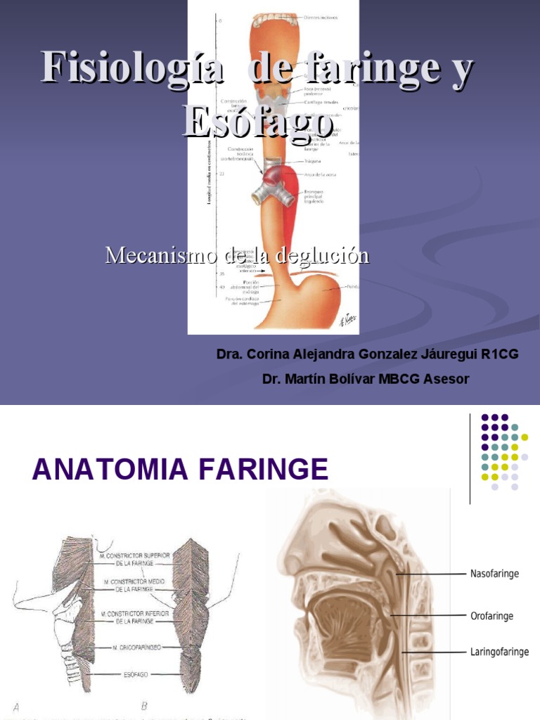 Fisiología de faringe y Esófago
