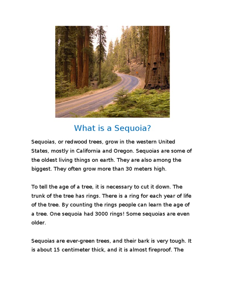 What Is A Sequoia | PDF