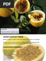 El Mamon en Venezuela | PDF | Alimentos | Plantas comestibles