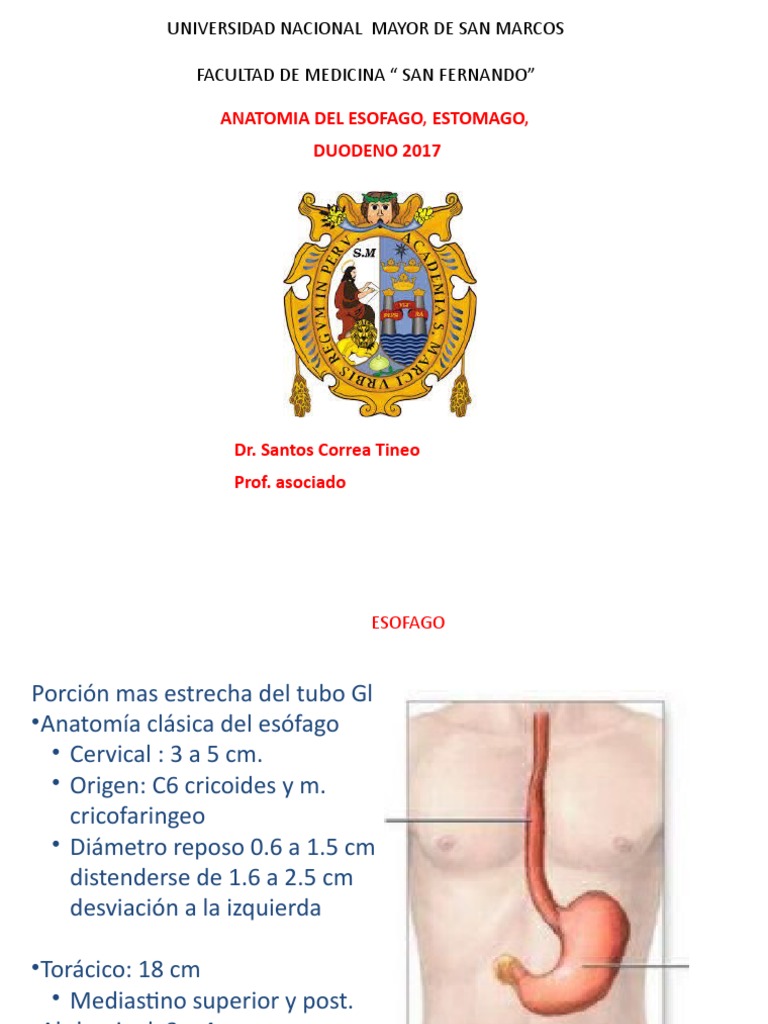 2. Esofago Estomago Duodeno | Estómago | Sistema digestivo