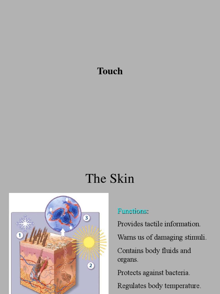 Touch | PDF | Somatosensory System | Neuroplasticity