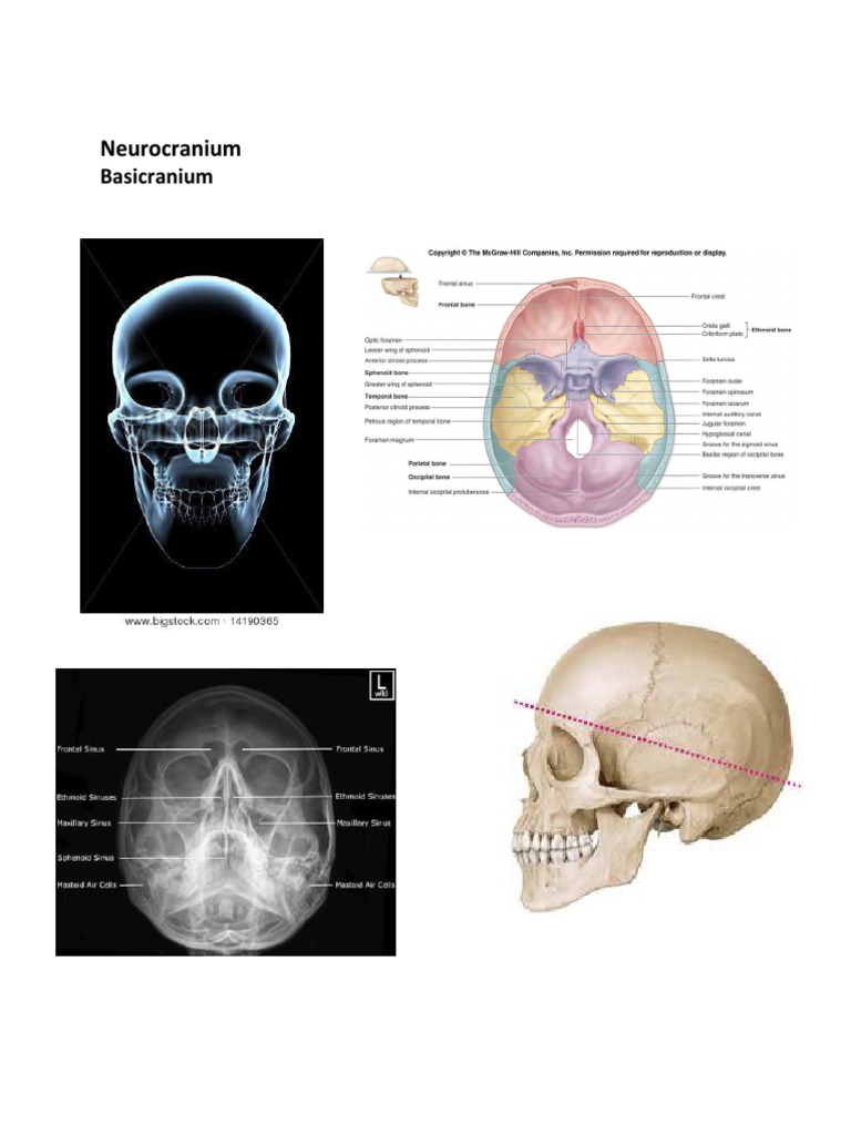 Neurocranium and Basicranium Overview | PDF
