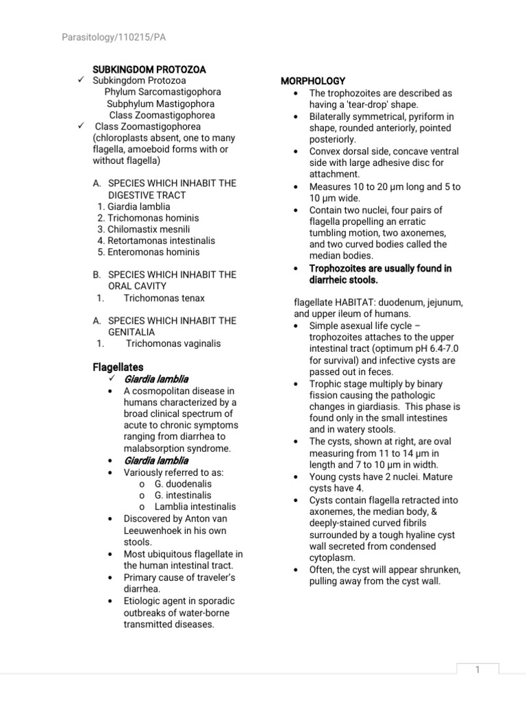 Subkingdom Protozoa | PDF