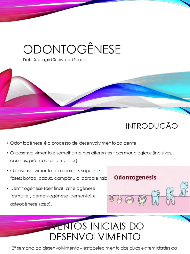 7 Odontogênese | PDF | Dente | Esmalte dentário