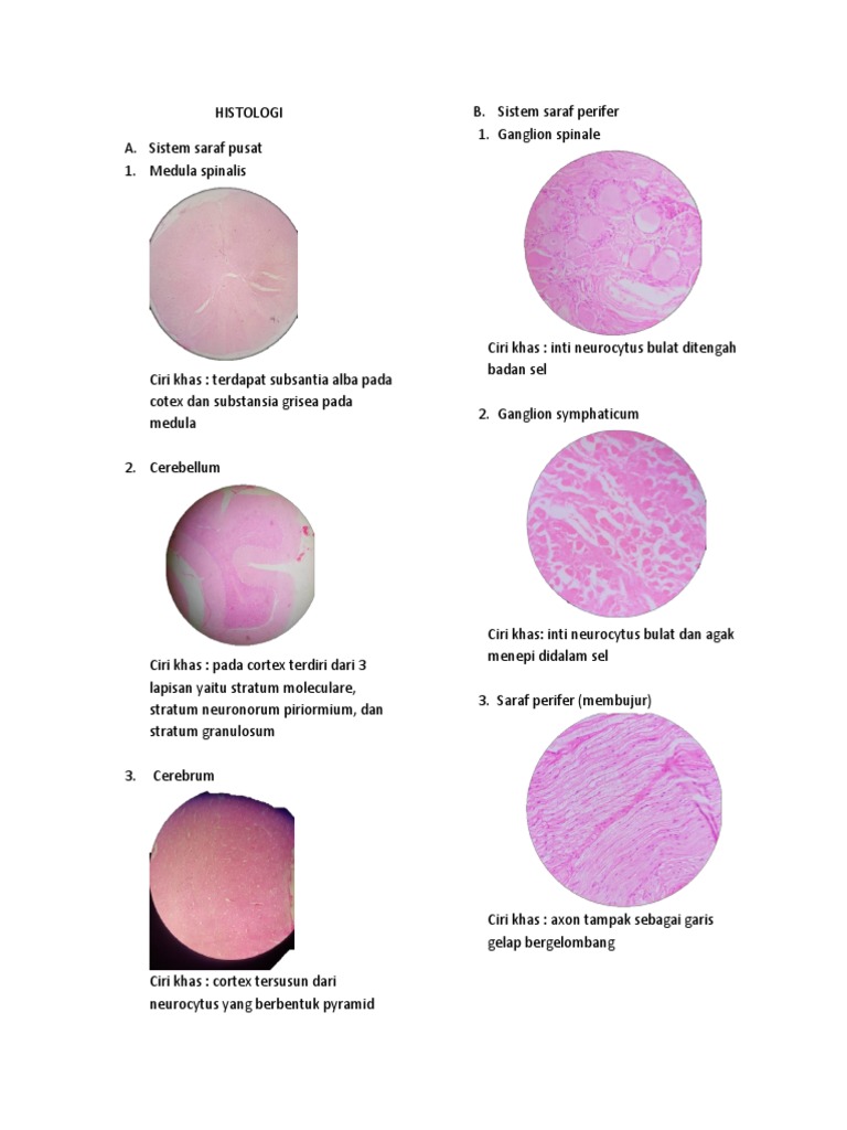 Histologi | PDF