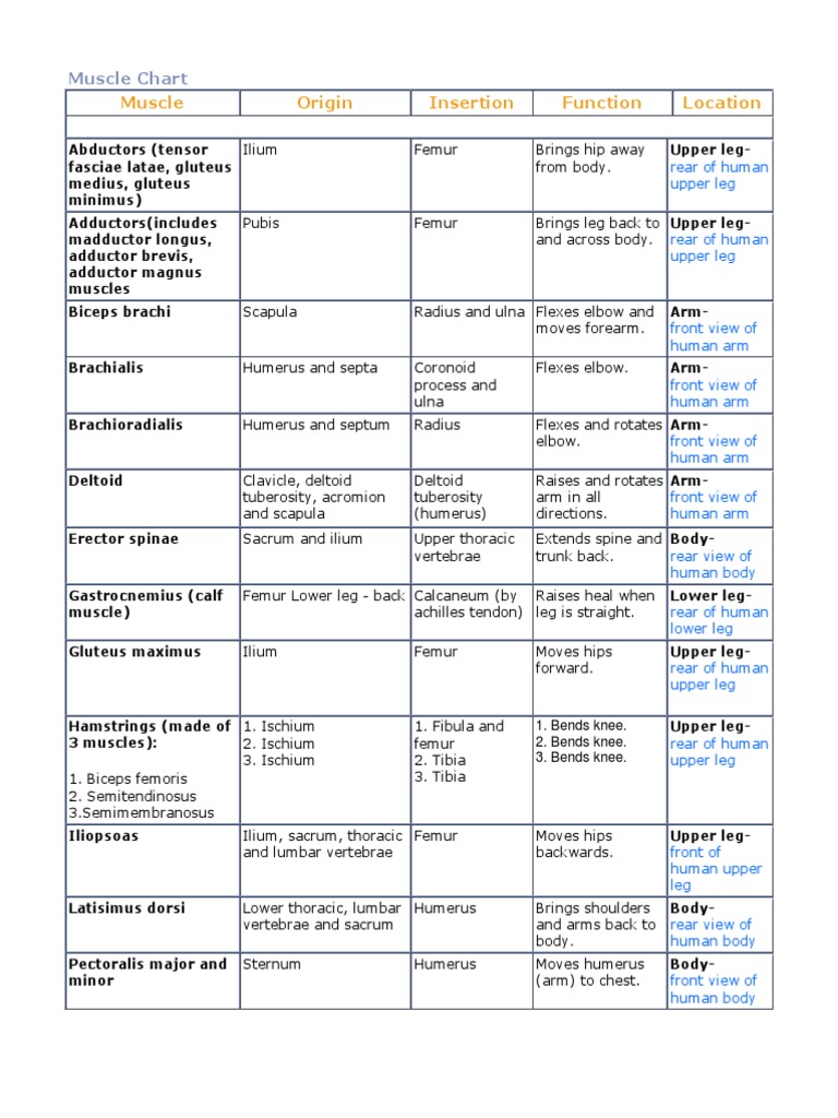 Muscle Chart Body Map | PDF | Human Leg | Arm