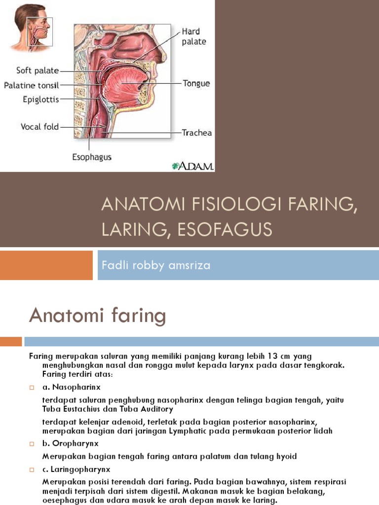 Anatomi Fisiologi Faring Laring Esofagus | PDF