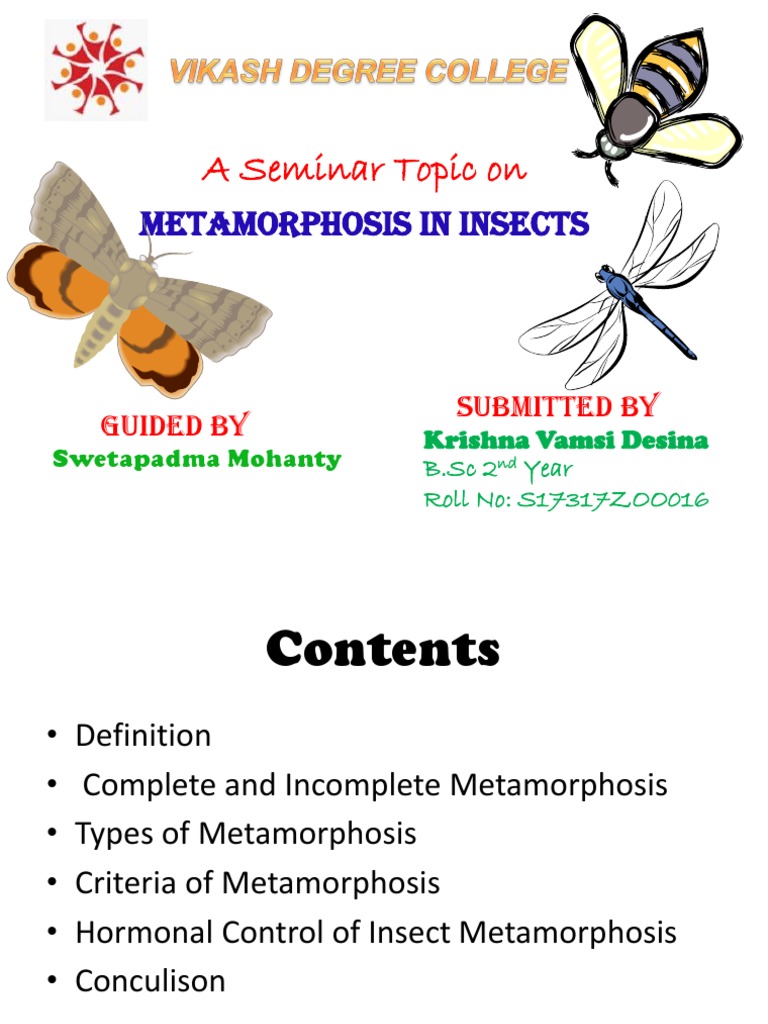Insect Metamorphosis | PDF | Pupa | Insects