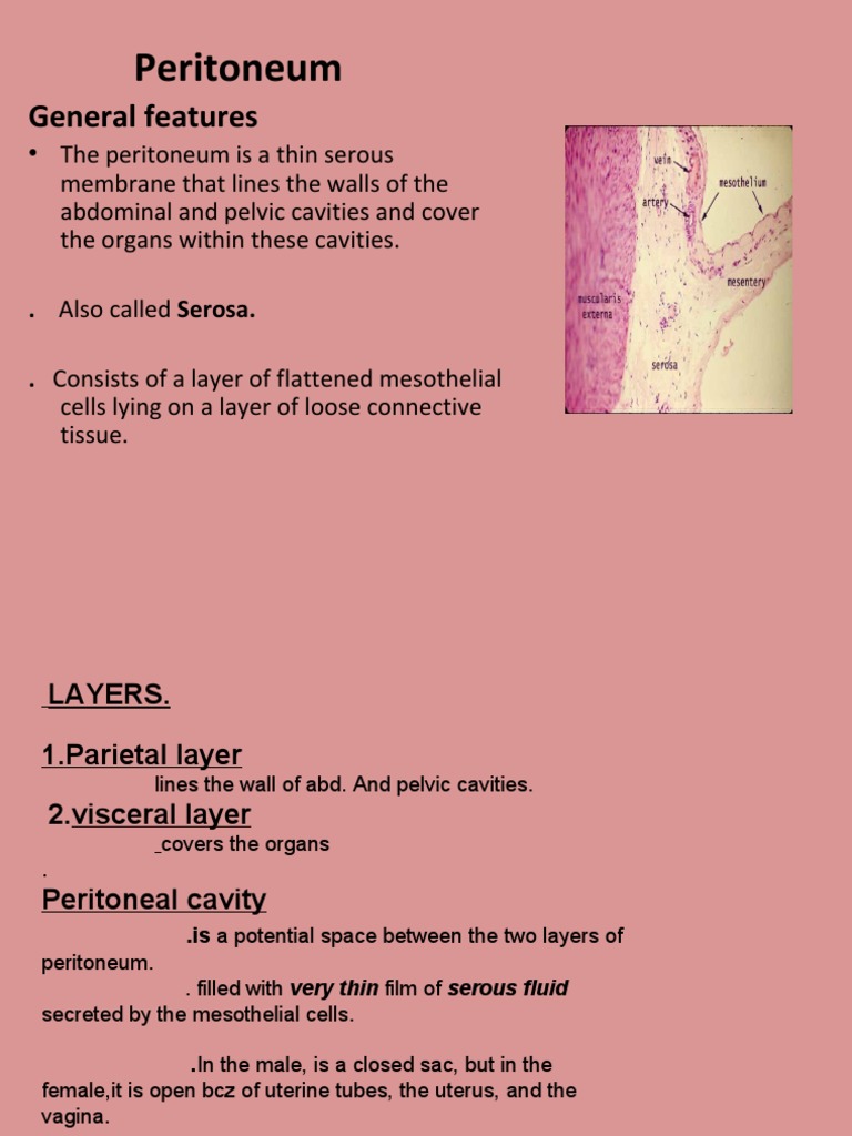 Peritoneum: General Features | PDF | Peritoneum | Liver
