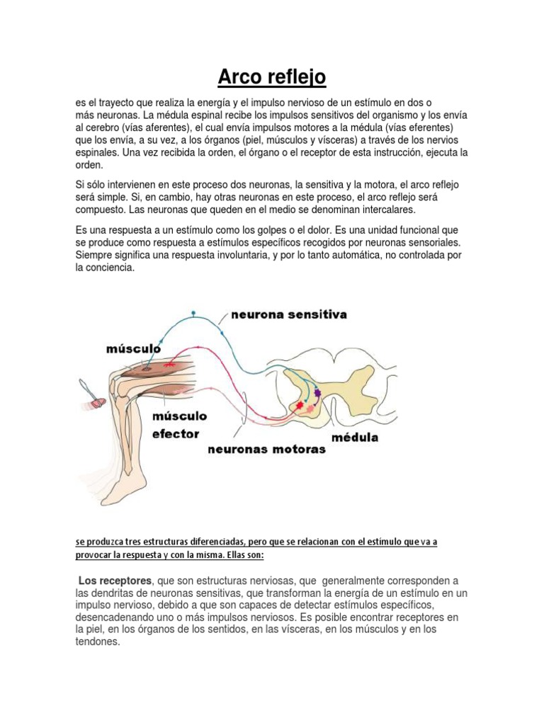 Arco Reflejo: Proceso y Funciones | PDF | Neurona | Neuroanatomía