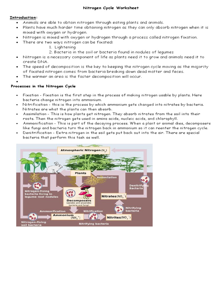 Nitrogen Cycle W Questions | PDF | Nitrogen | Environmental Science