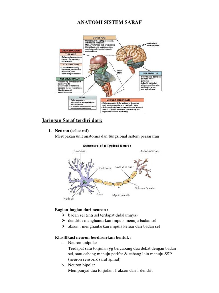 Anatomi Fisiologi Sistem-Saraf | PDF