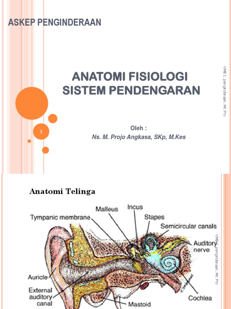 Fisiologi dan Anatomi Sistem Pendengaran | PDF