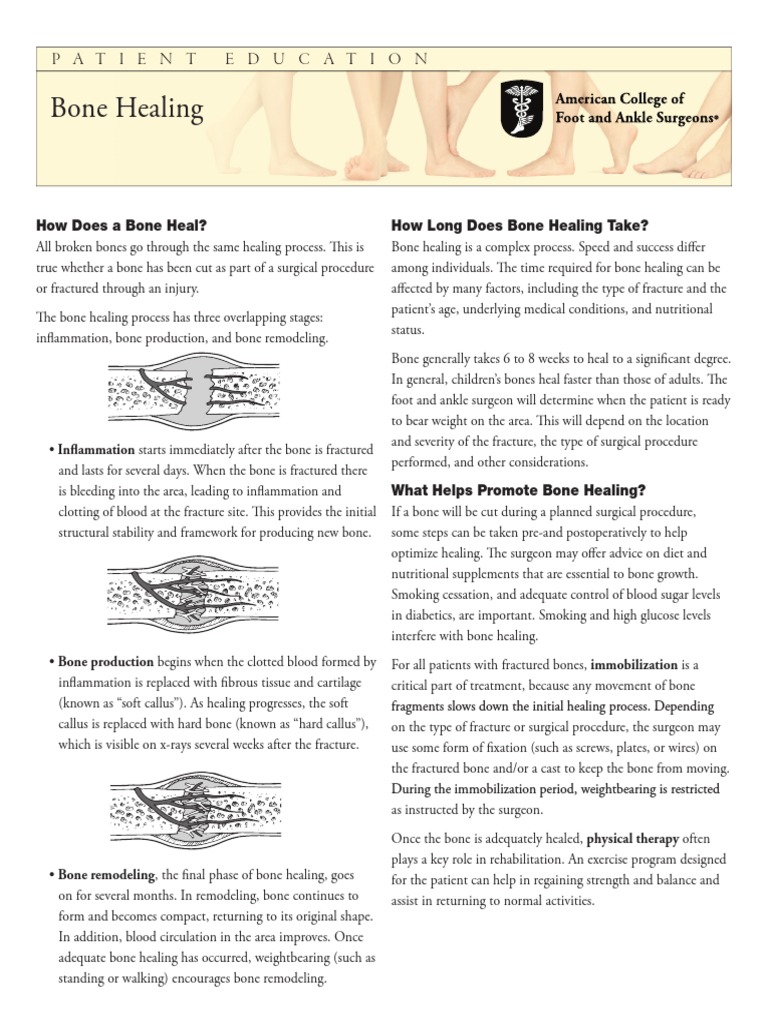 Bone Healing Process | PDF | Bone | Healing