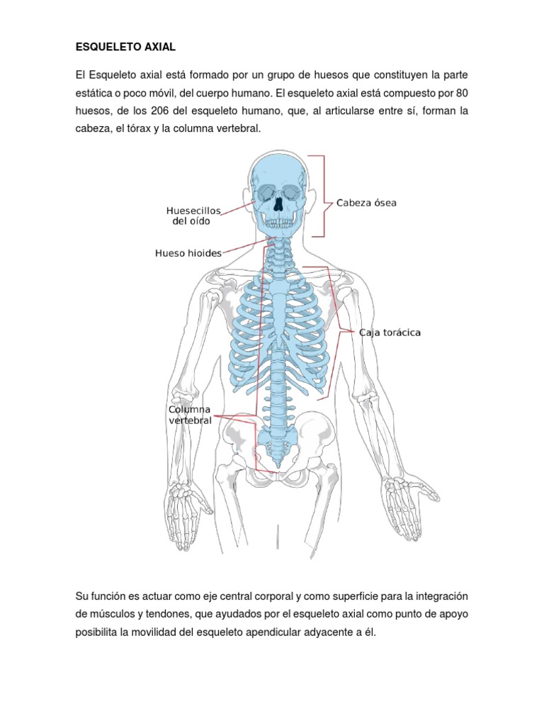 Esqueleto Axial | PDF | Cráneo | Sistema esquelético