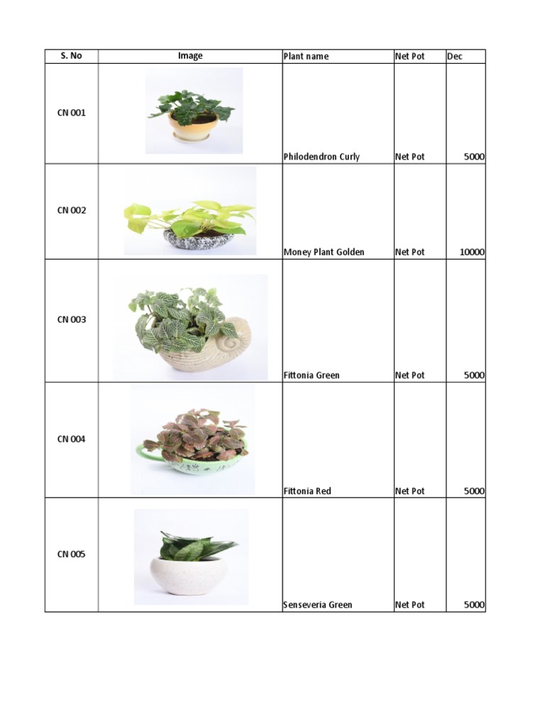 Projection Plants For Month | PDF | Plants