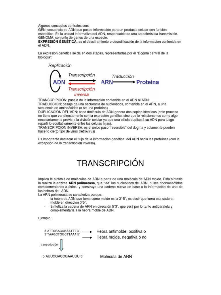 Transcripción y traducción del ADN | PDF | Traducción (biología) | Rna