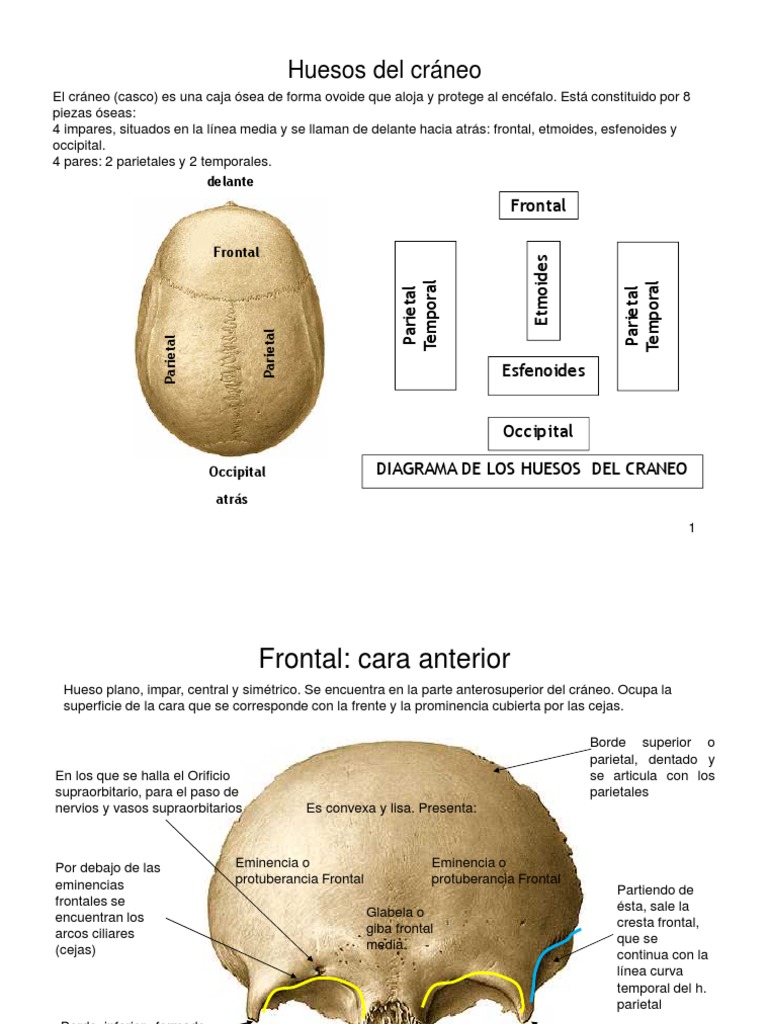 Huesos de La Cabeza Imagenes | Descargar gratis PDF | Cráneo | Cabeza y ...