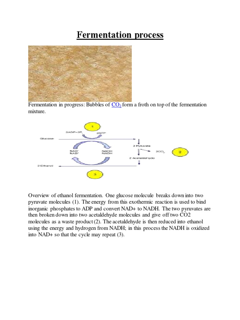 Fermentationprocess 150129034150 Conversion Gate02 | PDF | Fermentation ...
