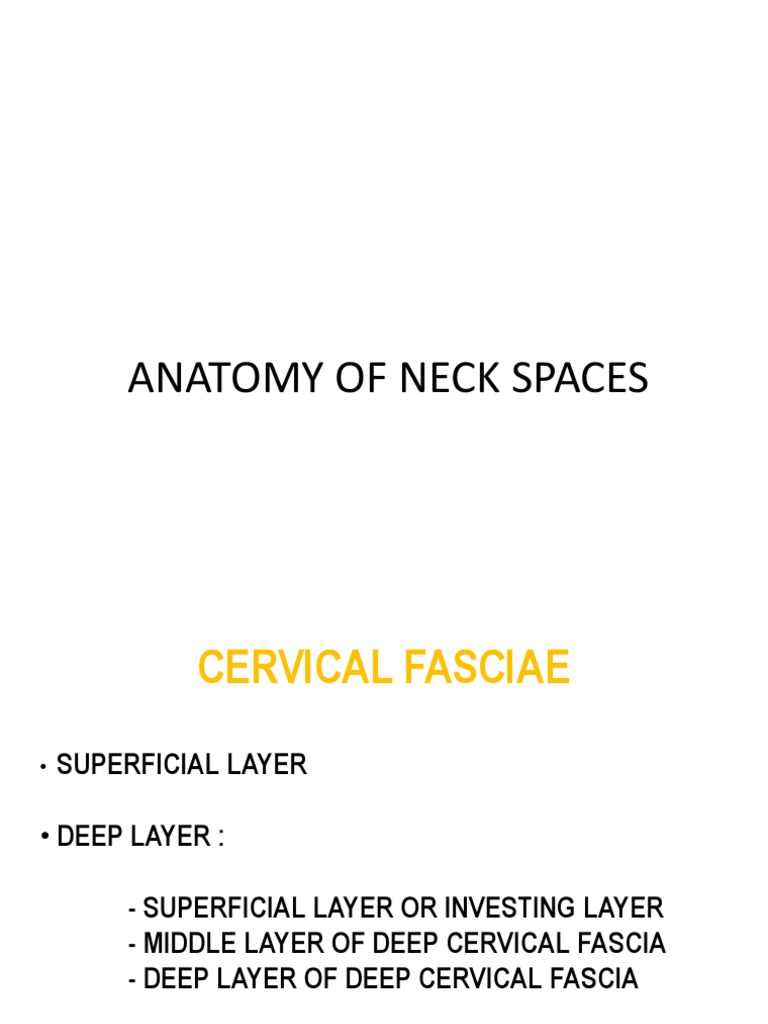Neck Space 2 | PDF | Neck | Common Carotid Artery