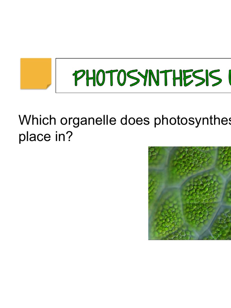 Photosynthesis Task Cards 2015 CP | PDF | Photosynthesis | Physiology