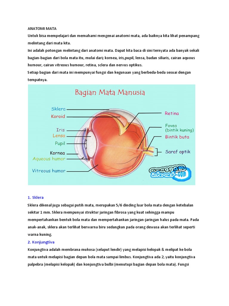 Memahami Anatomi Mata Manusia | PDF | Sains & Matematika