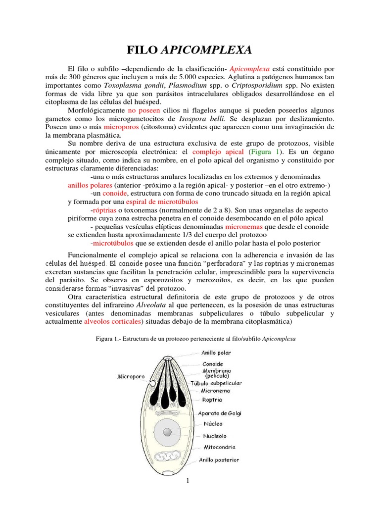 Apicomplexa | PDF | Biología | Bienestar