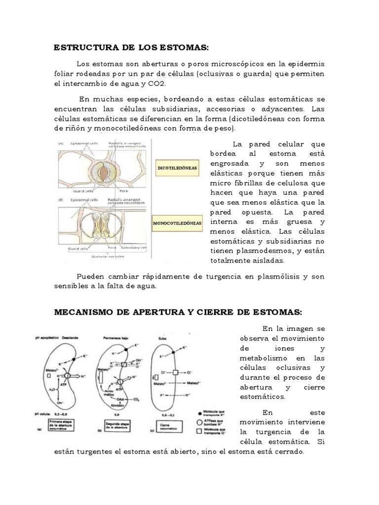 Estructura de Los Estomas | PDF | Estoma | Citosol