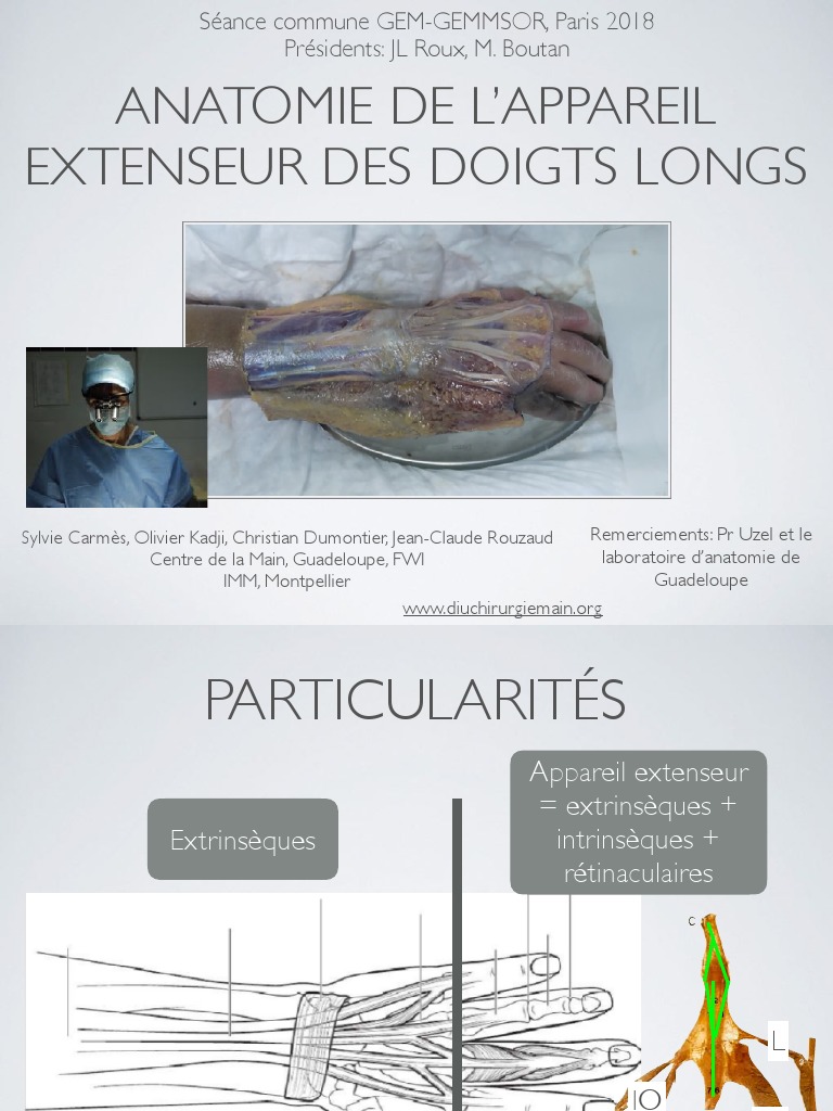 1-1 Anatomie Des Extenseurs Des Doigts Longs | PDF | Finger | Hand