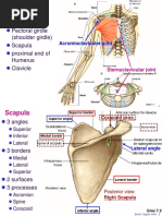 Clavicle (Bone and Attachments) Flow Chart | PDF | Soft Tissue | Limbs ...
