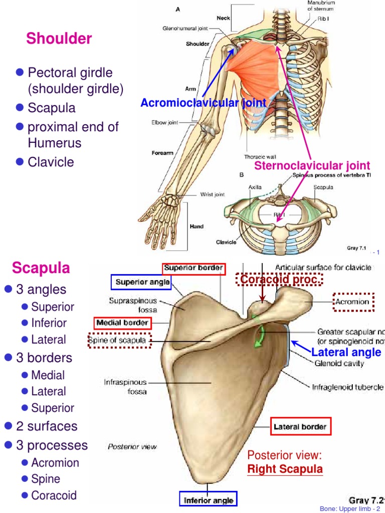 Bone Limb Upper | PDF | Elbow | Musculoskeletal System
