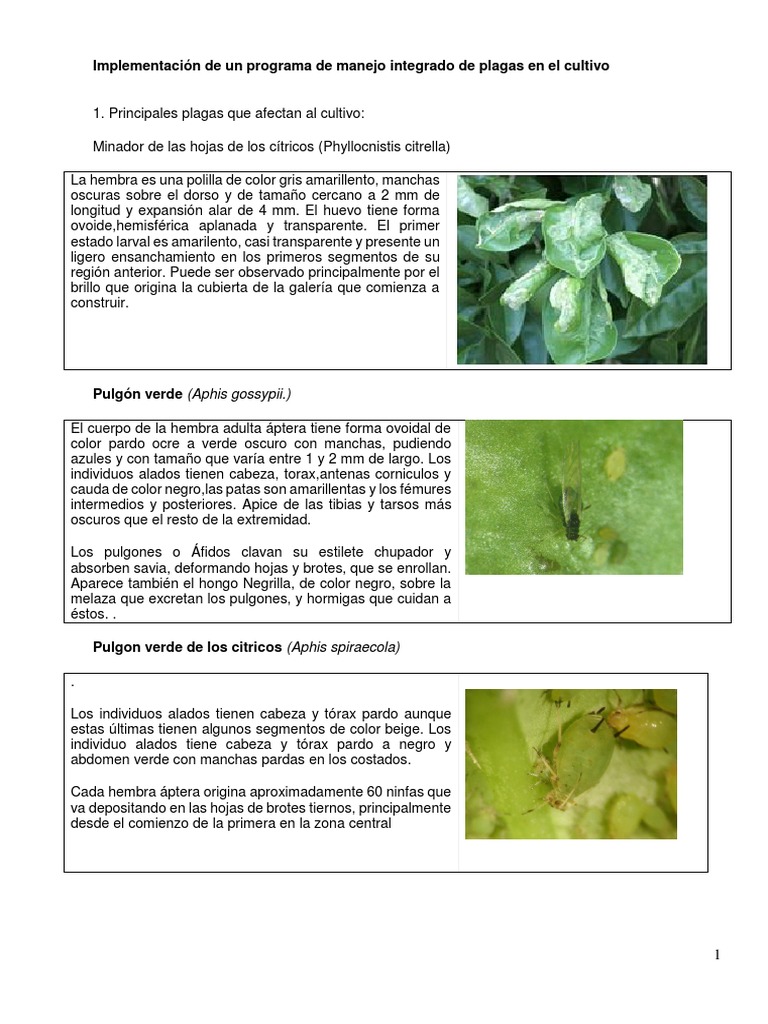 Programa de Manejo Integrado de Plagas en El Cultivo | PDF | Insectos ...