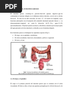 Anatomía del Recto y Ano | PDF | Recto | Pelvis