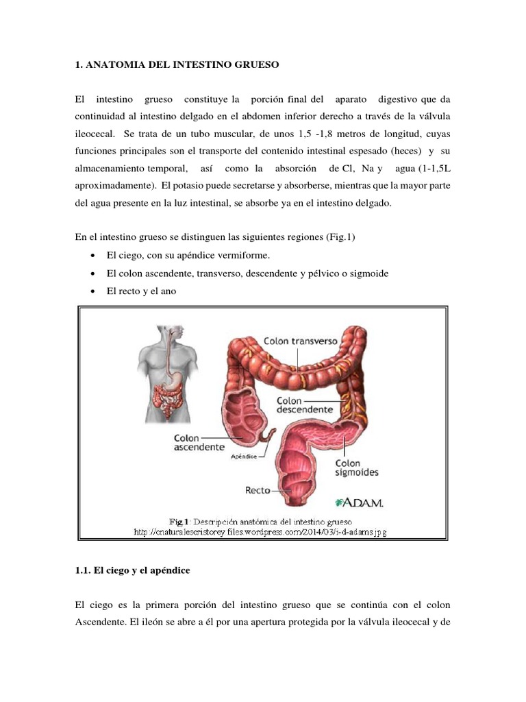 Anatomia Del Intestino Grueso | PDF | Intestino grueso | Recto