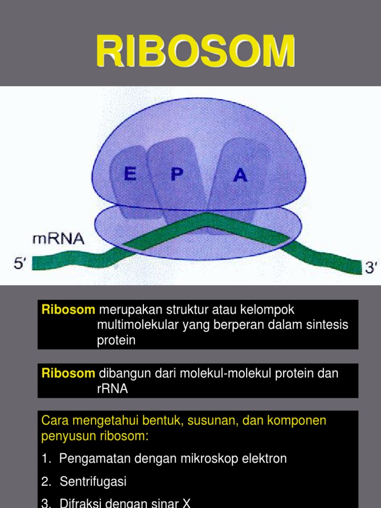 Kuliah Ribosom S1 | PDF