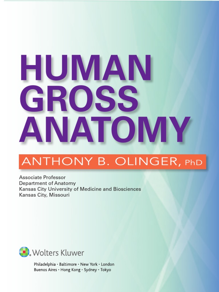 Atlas de Anatomia Anthony B. Olinger | PDF | Anatomical Terms Of Motion ...