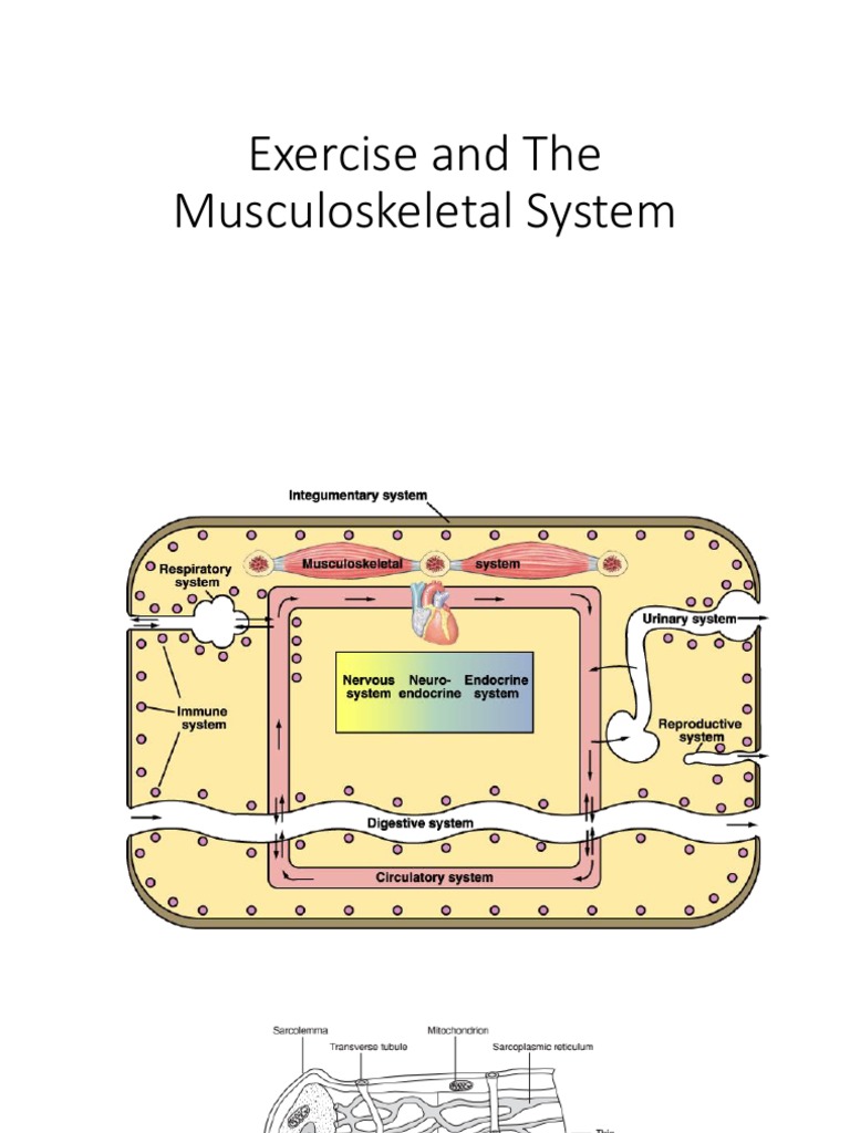 Exercise Effects on Musculoskeletal Health | PDF | Muscle Contraction ...