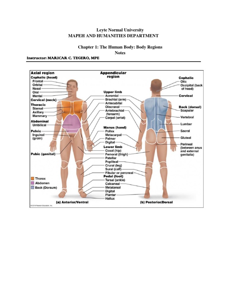 Human Body Regions Overview | PDF | Wellness