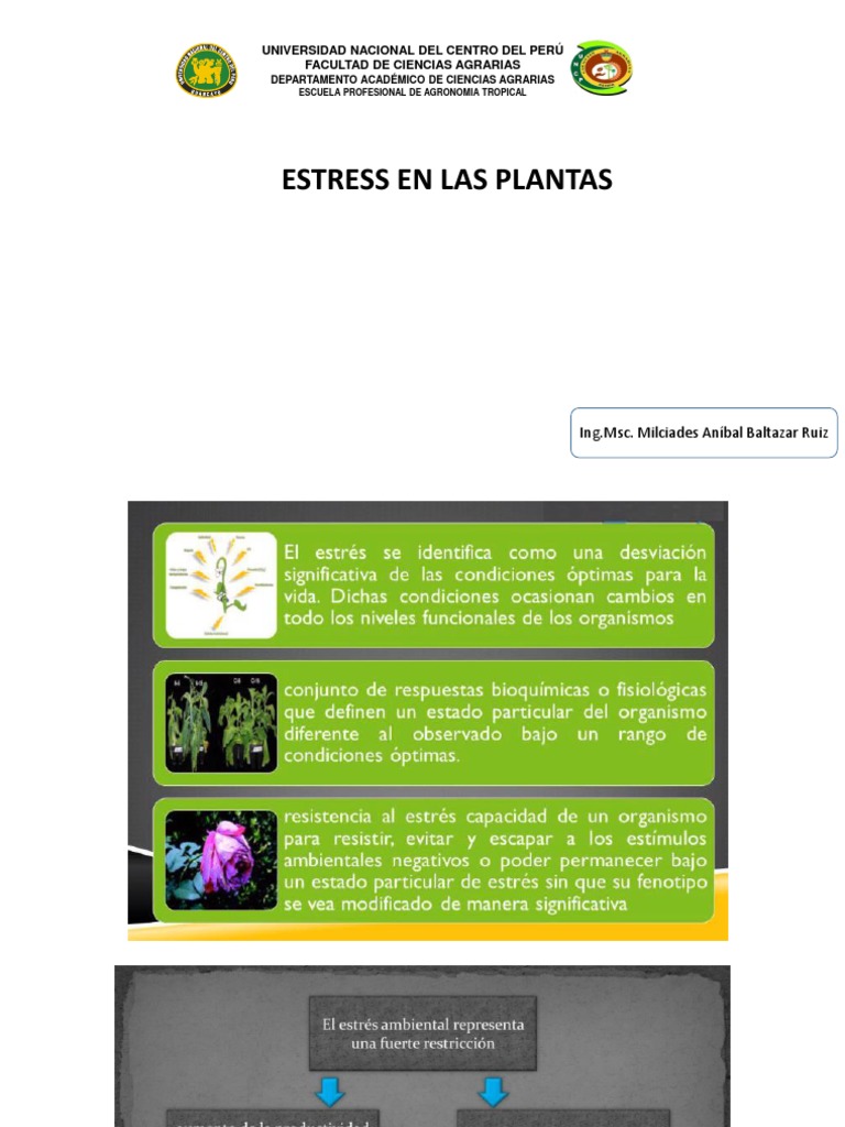 Presentación-10-Fisiología Vegetal | PDF | Hoja | Plantas