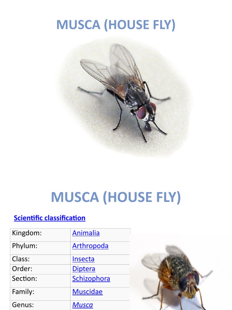 Musca (House Fly) | PDF | Fly | Pupa