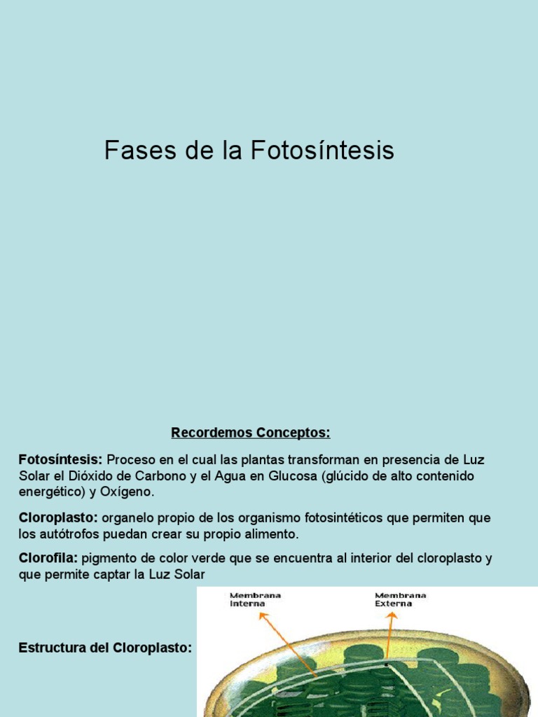 3 Unidad, Clase 2, Fases de La Fotosíntesis | Descargar gratis PDF ...