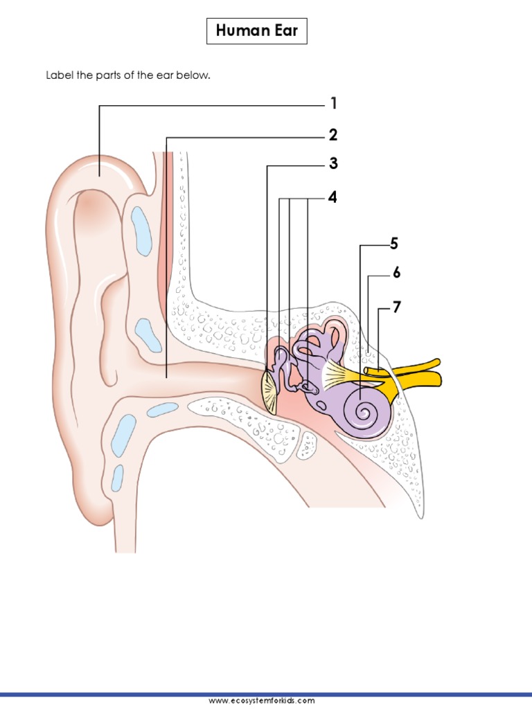 Labeling Parts of the Human Ear | PDF