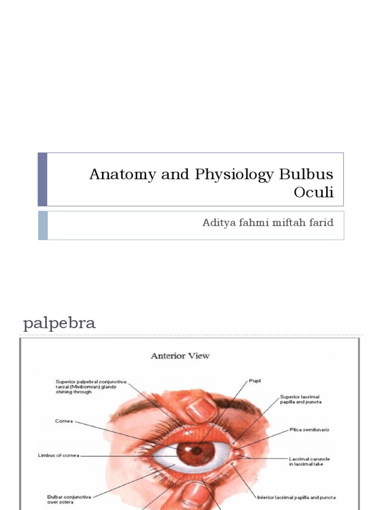 Anatomy and Physiology Bulbus Oculi | PDF