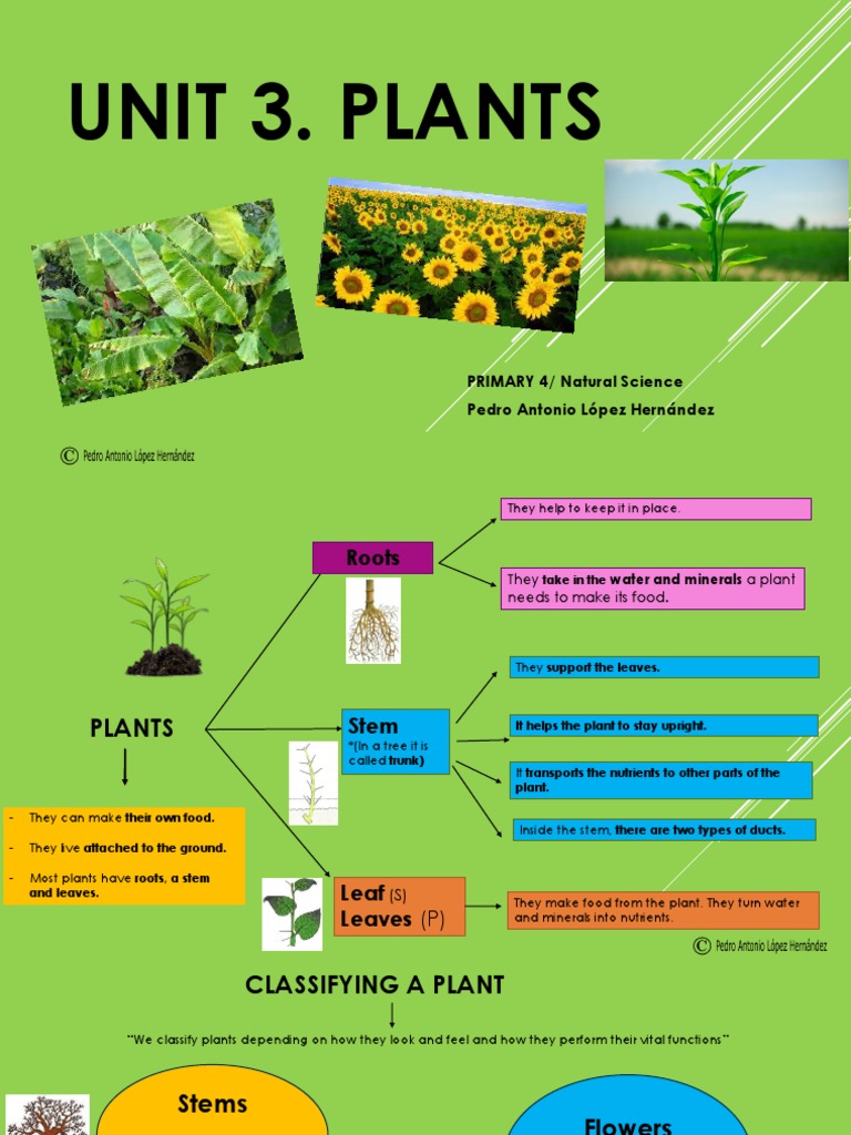 Unit 3 Plants | PDF | Petal | Flowers