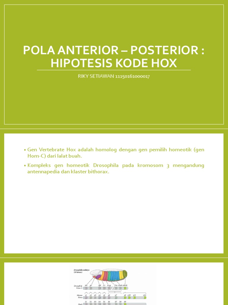 Pola Anterior Dan Posterior | PDF