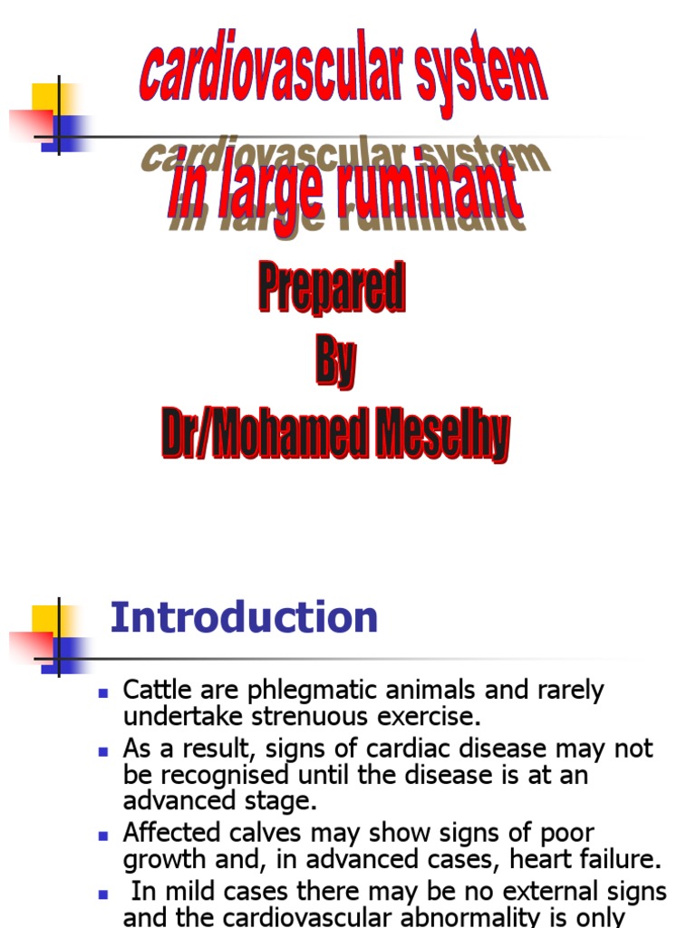 Cardiovascular System in Large Ruminants | PDF | Circulatory System ...