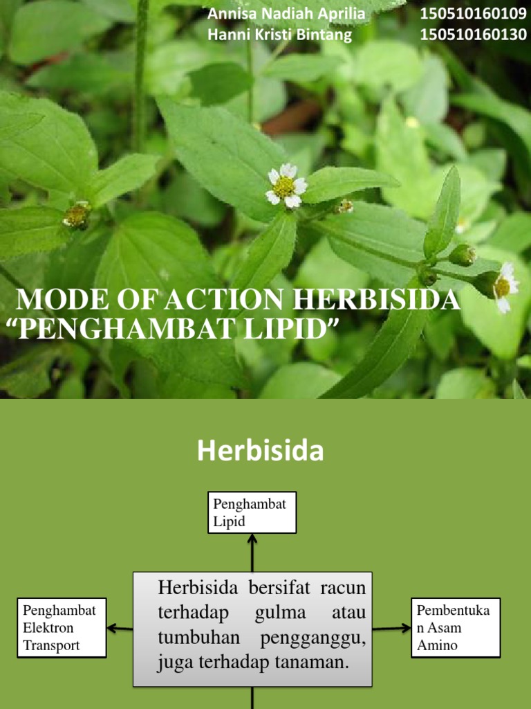 Mode of Action Herbisida | PDF