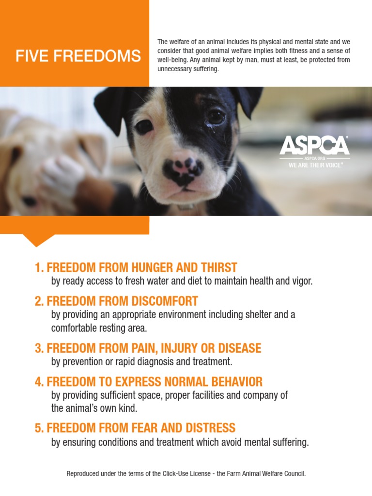 The Five Freedoms: A Framework for Animal Welfare | PDF